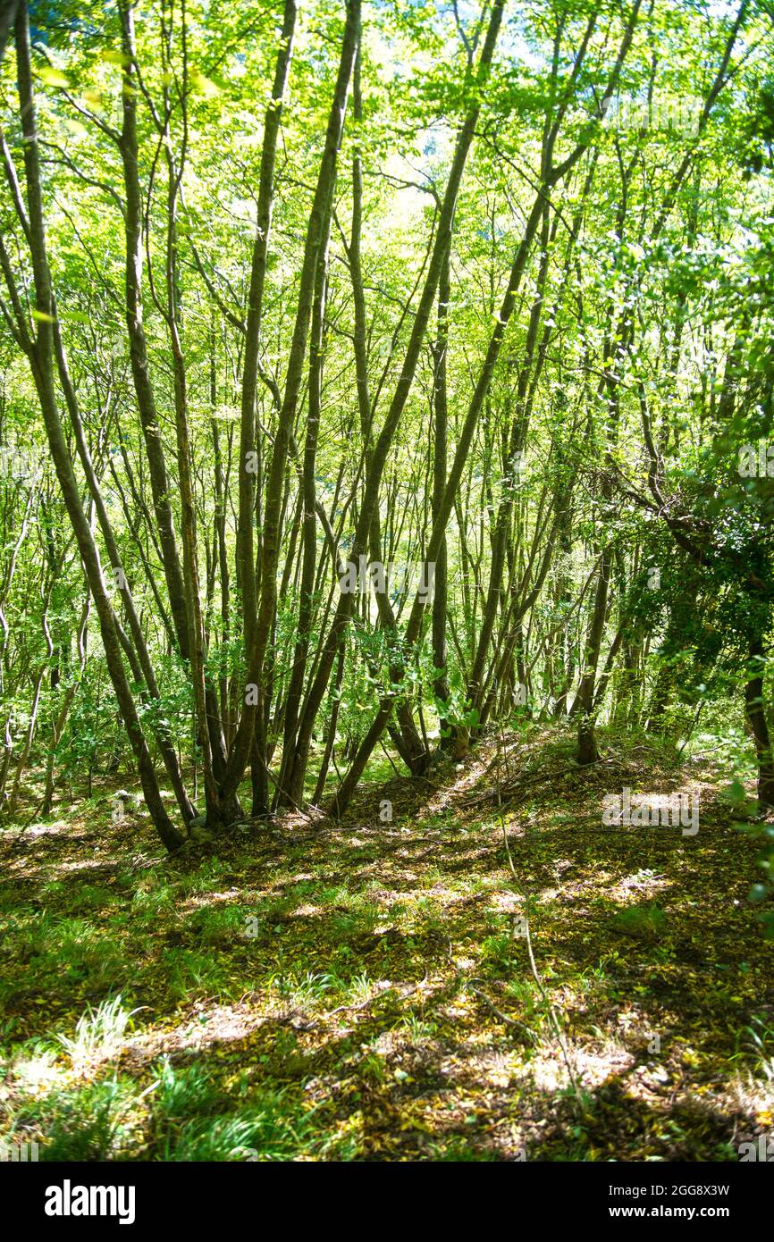 Beech tree trunk leaf inside hi-res stock photography and images - Alamy