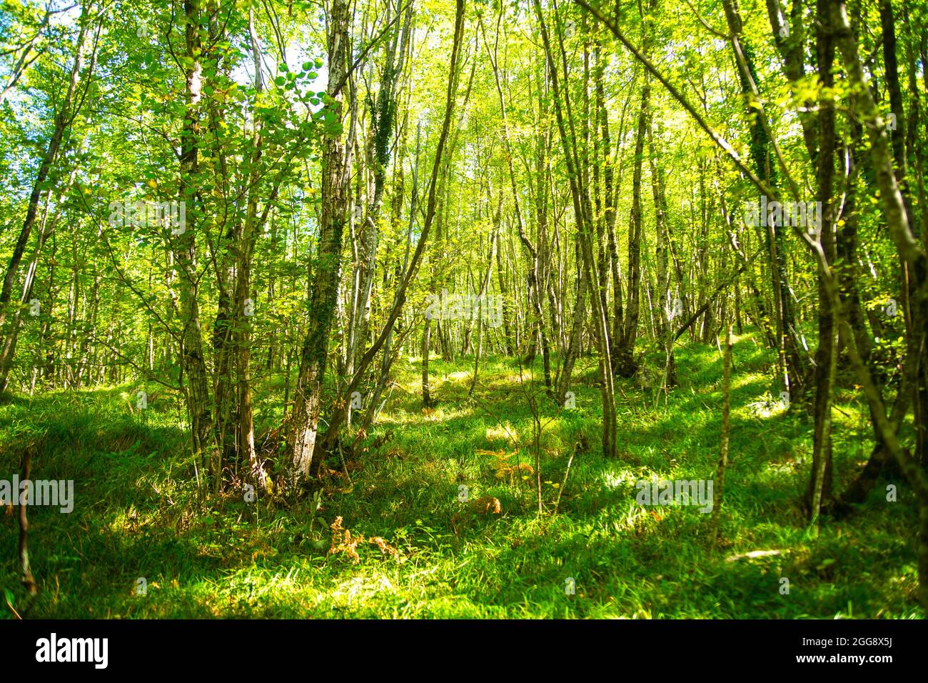Beech tree trunk leaf inside hi-res stock photography and images - Alamy