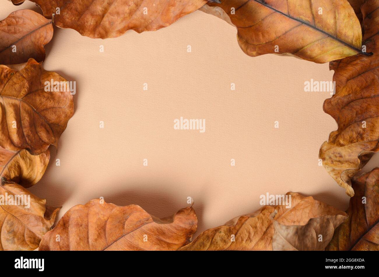 Dried leaf border hi-res stock photography and images - Alamy