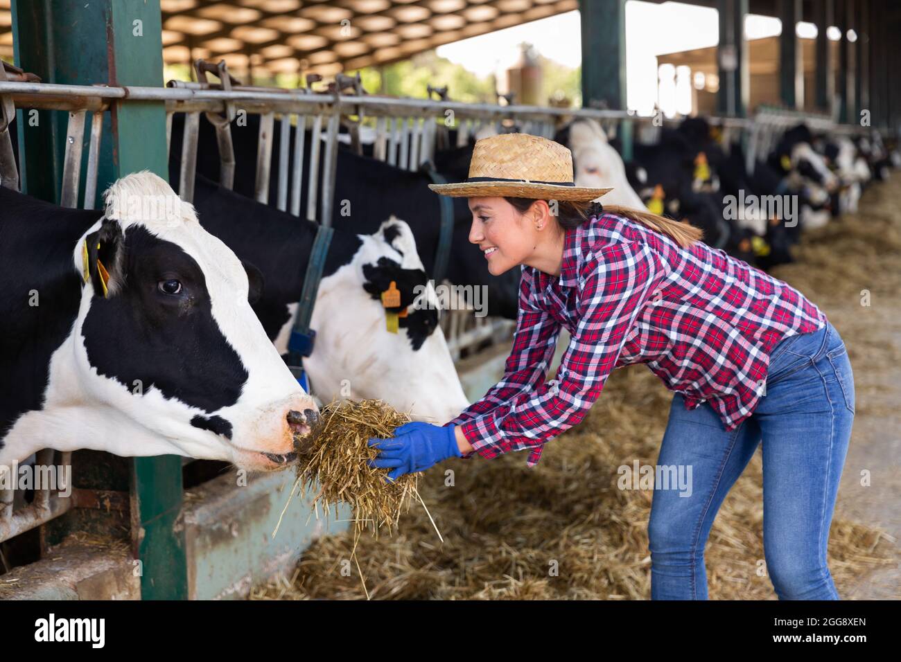 Portrait of female farm worker feeding cows Stock Photo - Alamy