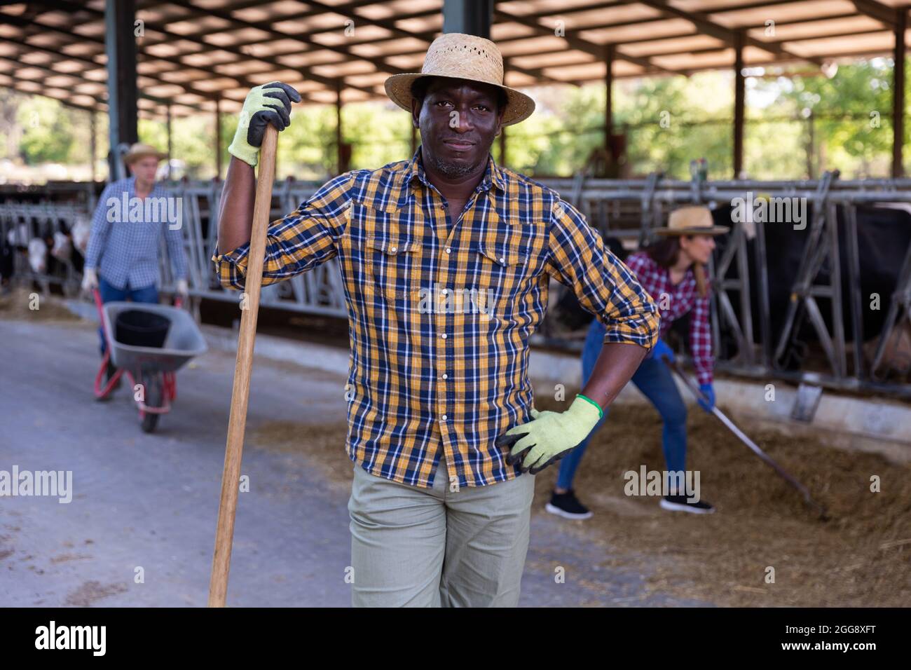 Aframerican man dairy farm owner standing in stall of cows Stock Photo ...