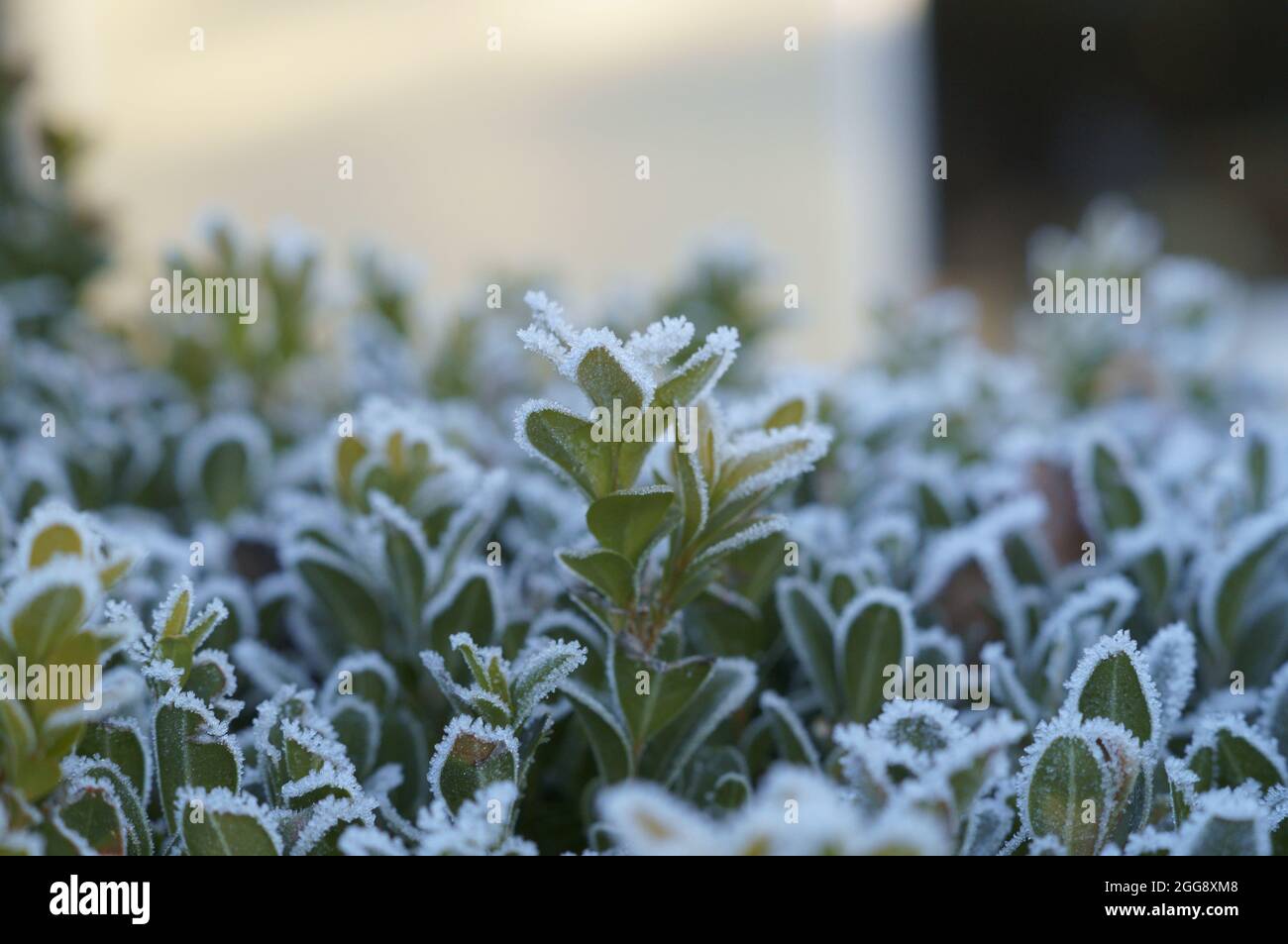 Selective focus shot of green leaves covered in snow Stock Photo - Alamy