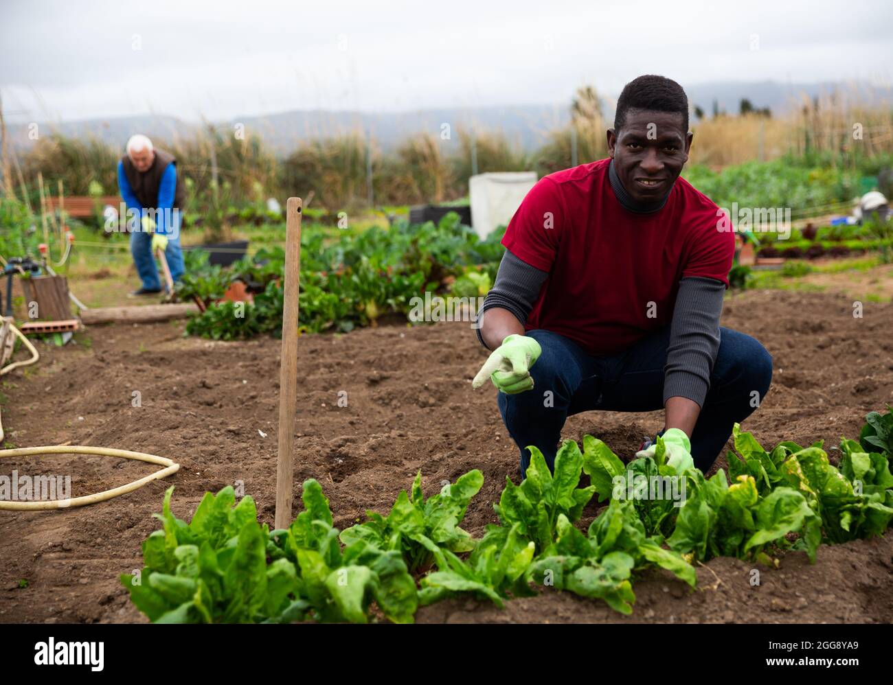African man cultivating vegetables in kitchen garden Stock Photo - Alamy