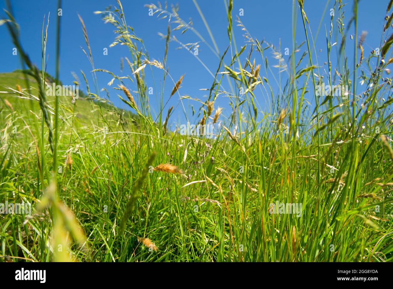 View from below of bush grass field in summer Stock Photo - Alamy