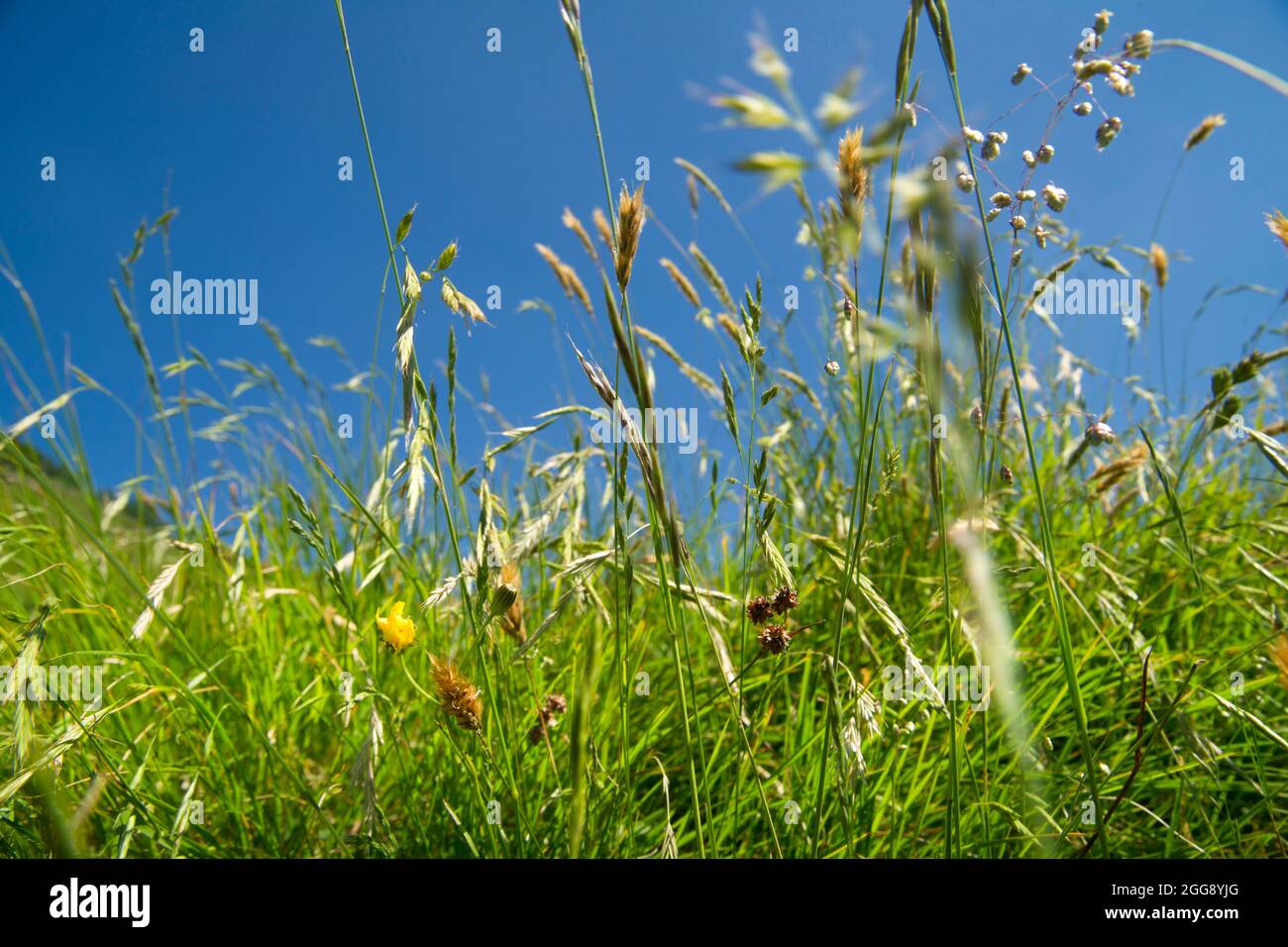 View from below of bush grass field in summer Stock Photo - Alamy