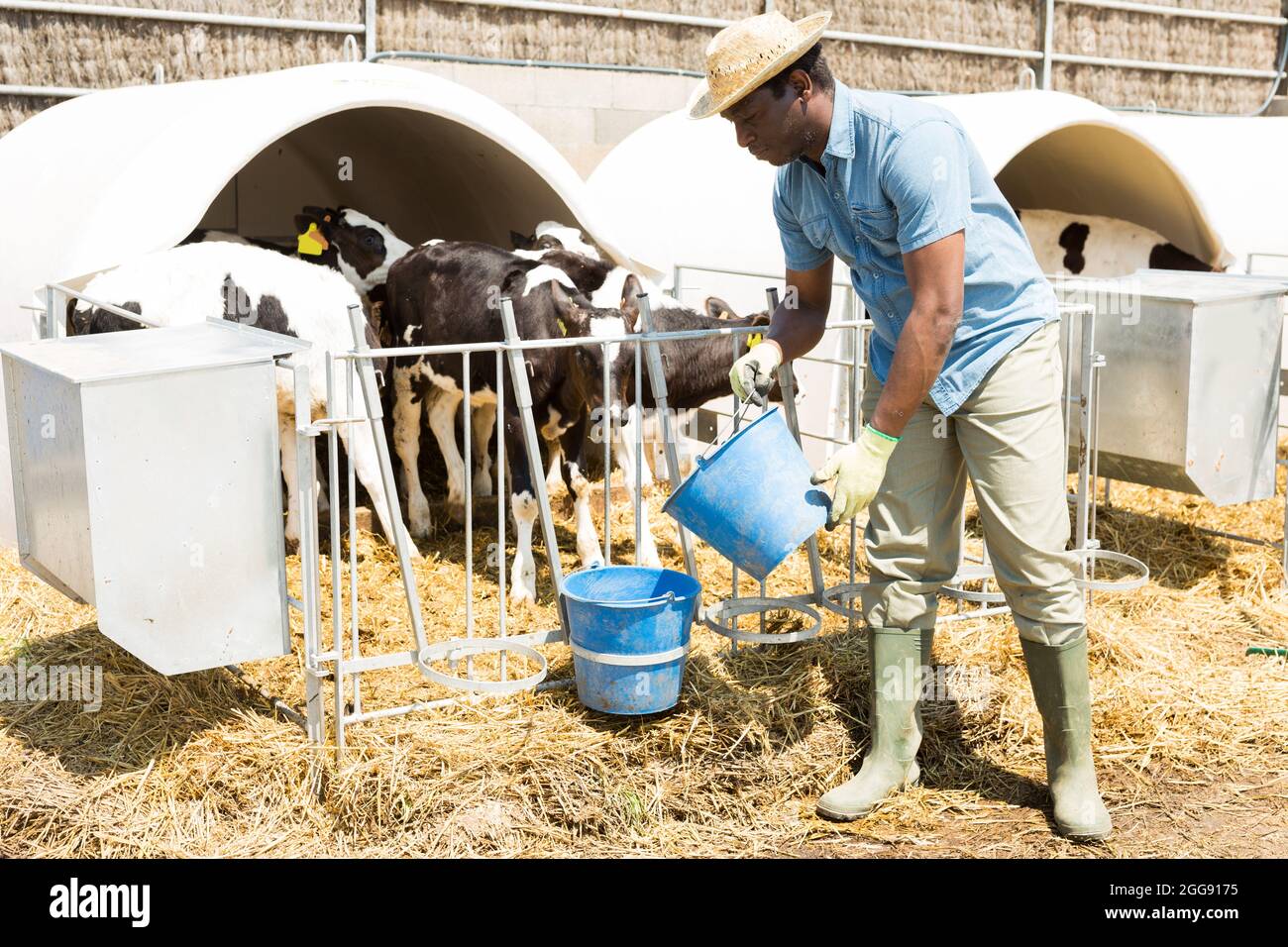 African american cow breeder feeding calves in cowshed Stock Photo - Alamy