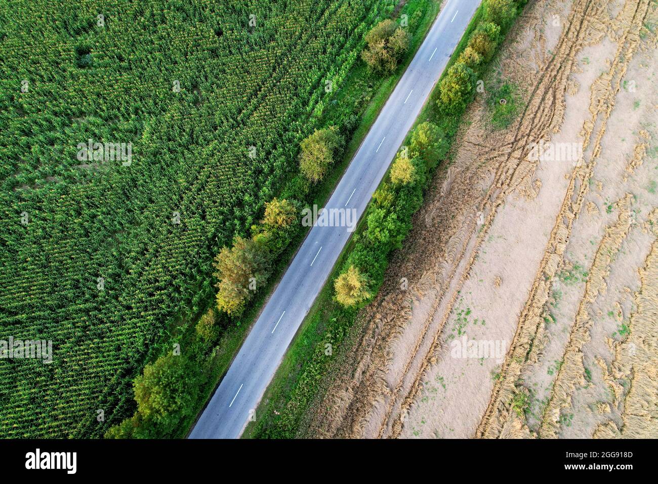 Top view of road near agricultural field. Road through the green plant ...