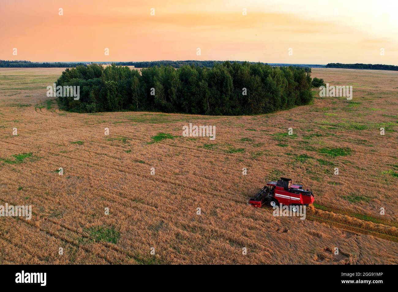 Combine harvester working in wheat field. Harvesting machine during ...