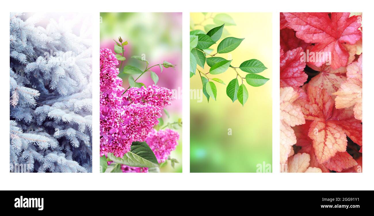Cherry Tree Spring Summer Autumn Winter High Resolution Stock ...
