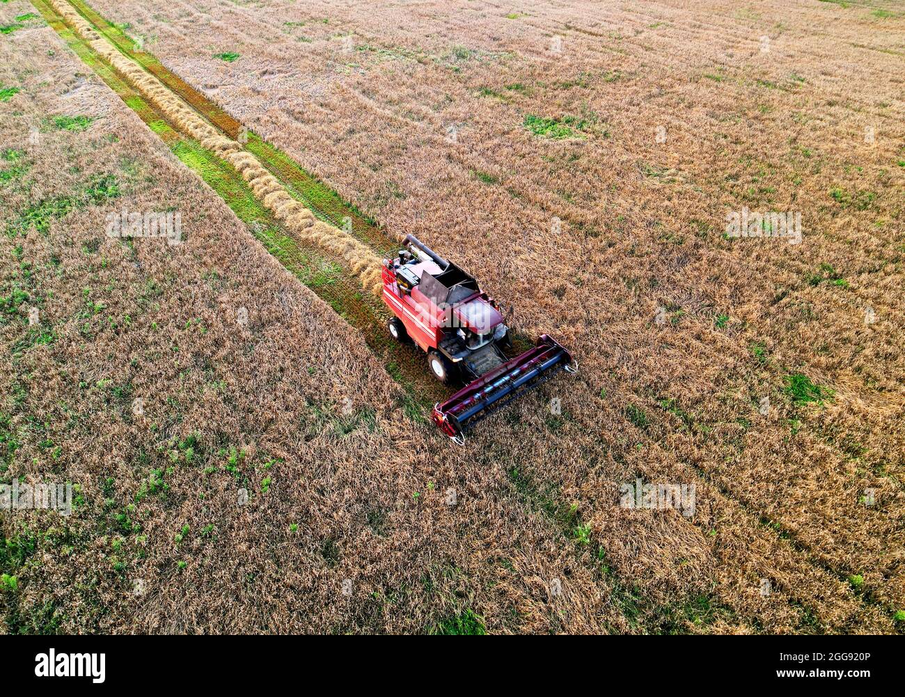 Combine harvester working in wheat field. Top view of the harvesting ...