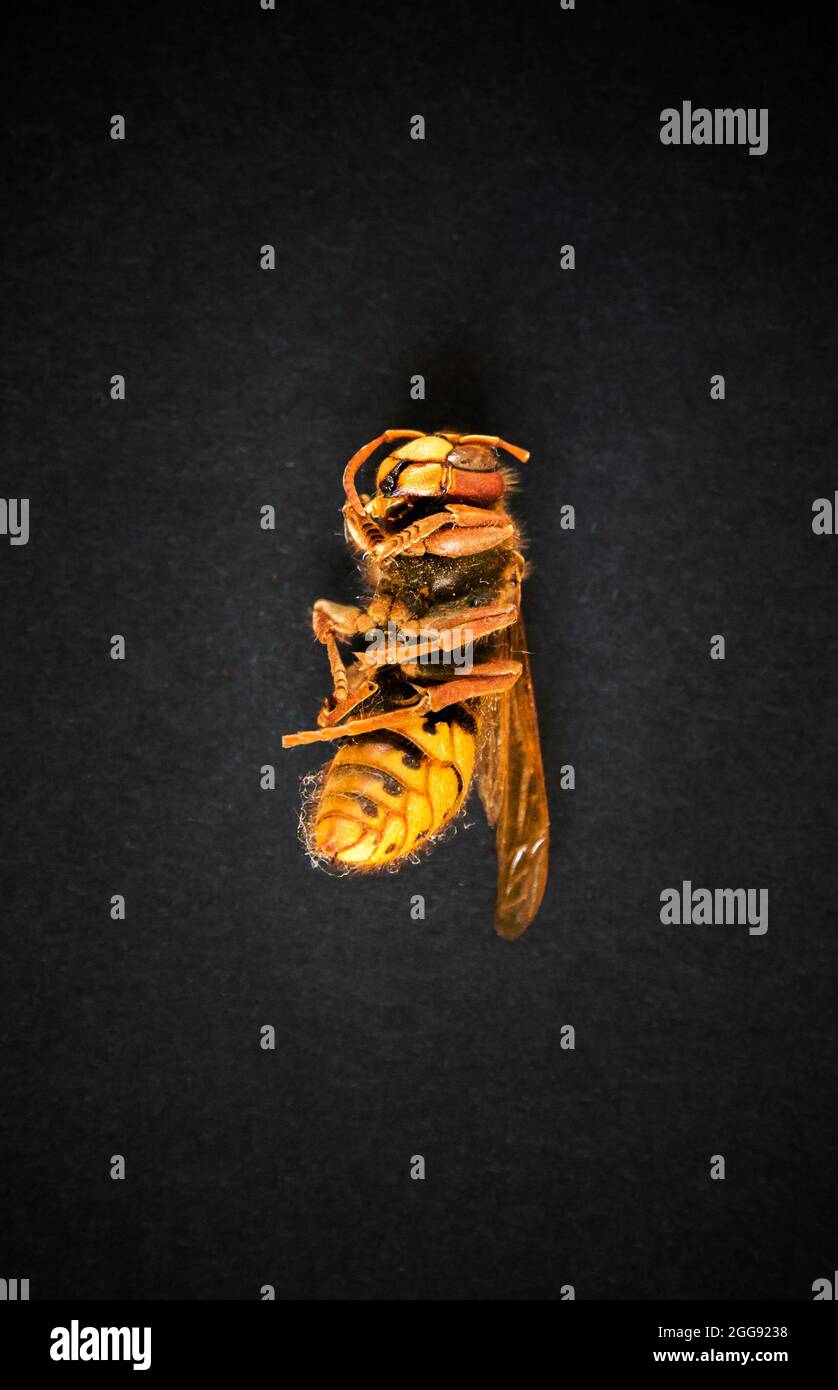 Asian hornet isolated hi-res stock photography and images - Alamy