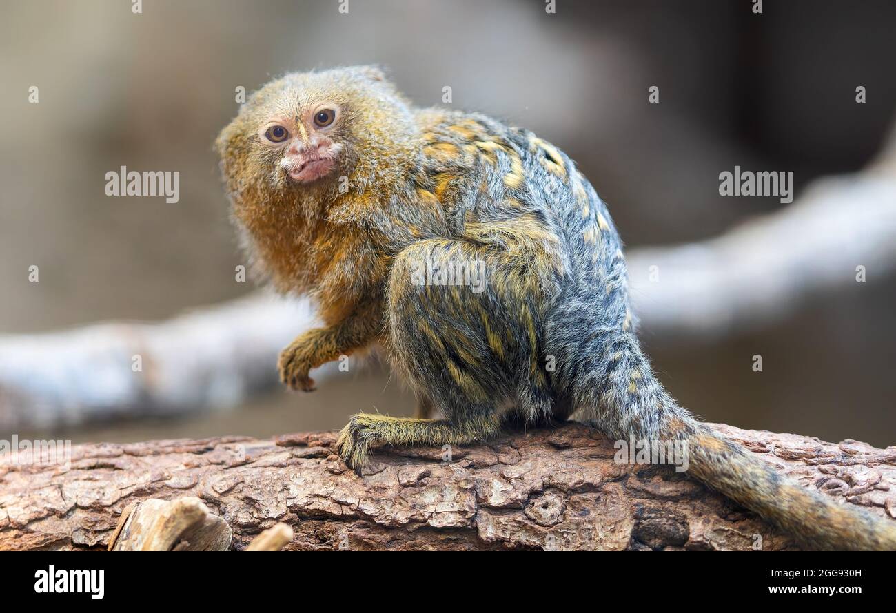 Marmoset face hi-res stock photography and images - Alamy