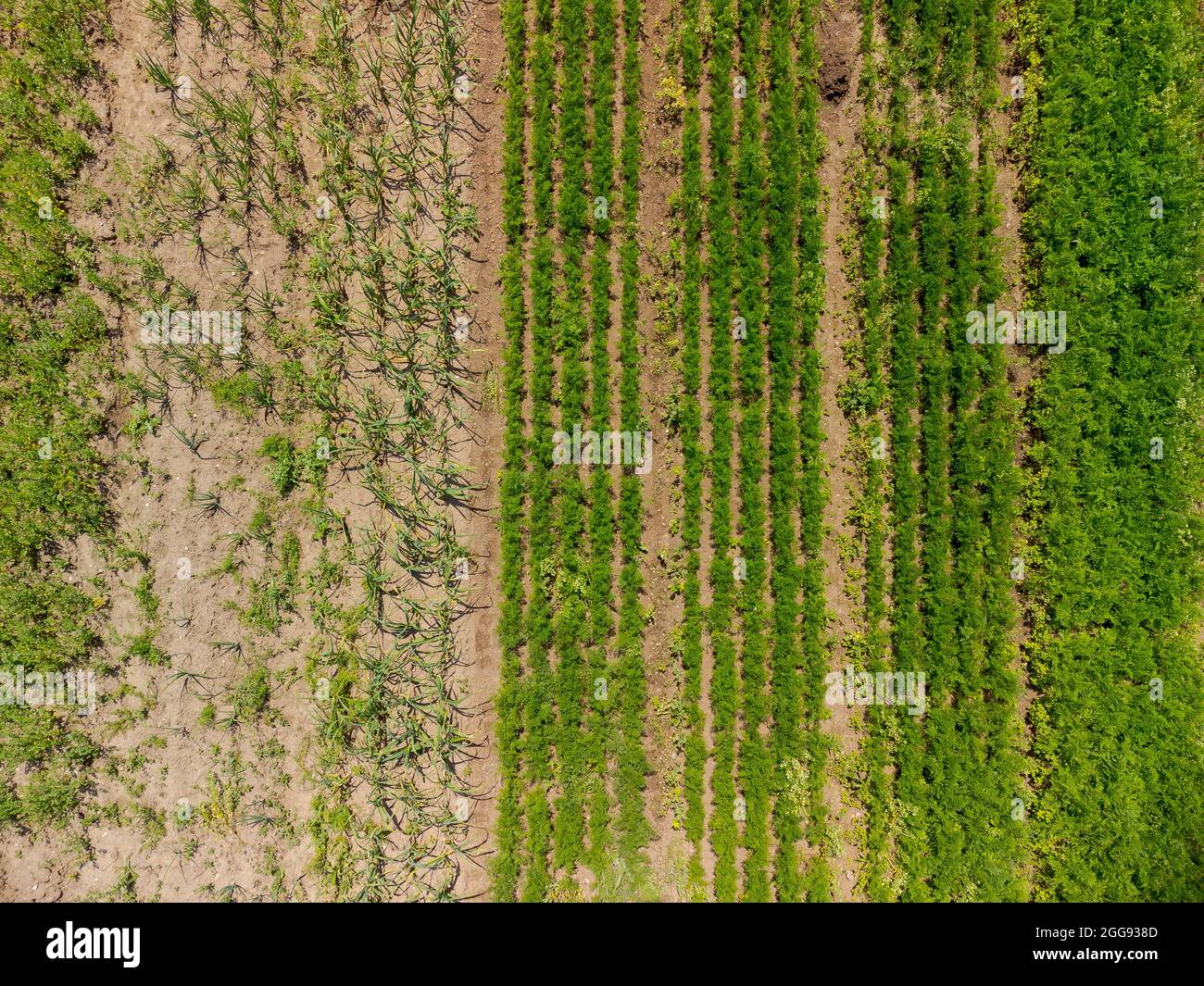 Aerial view of dry soil on agricultural field with different herb ...