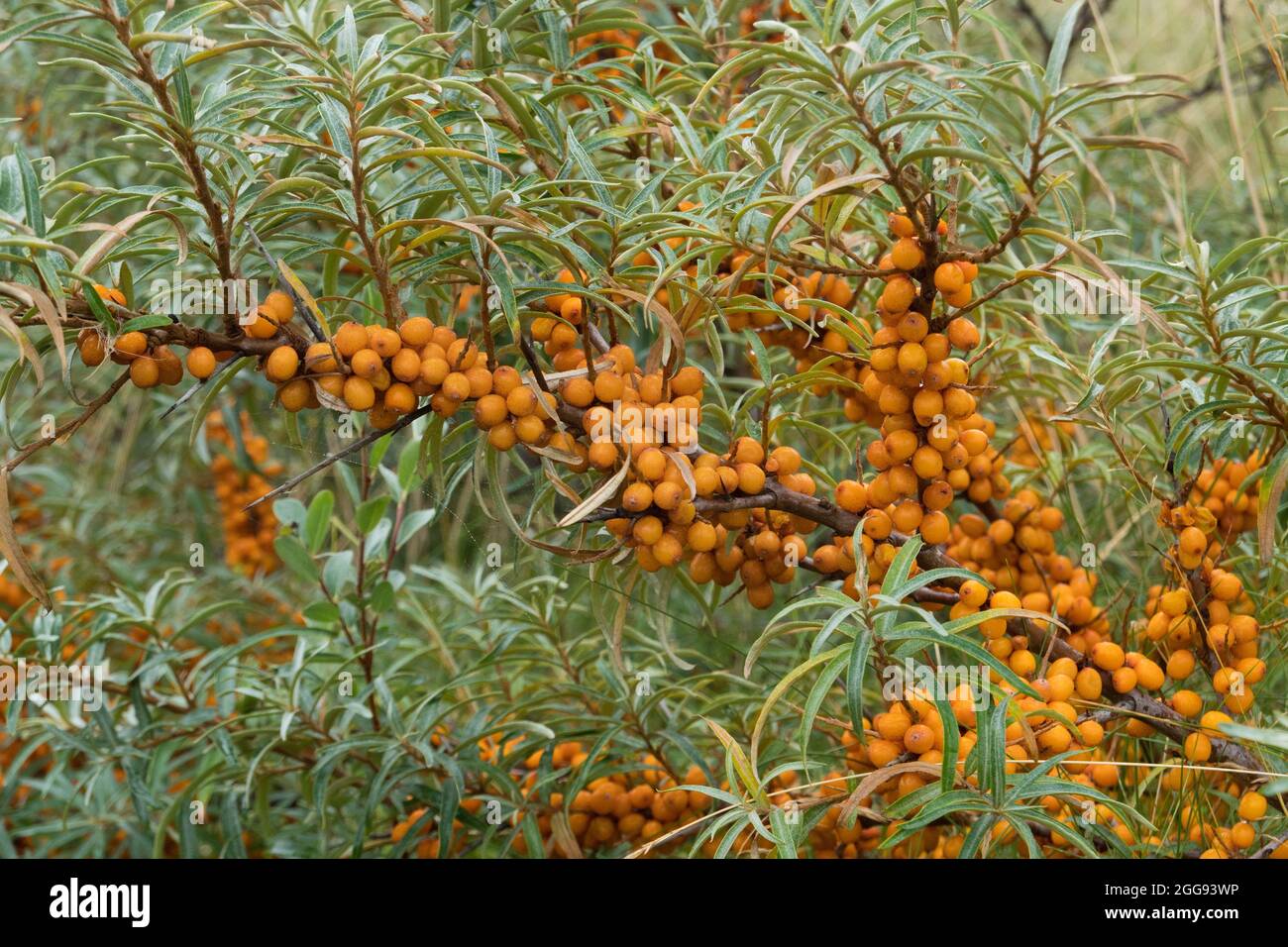 Buckthorn shrub hi-res stock photography and images - Alamy