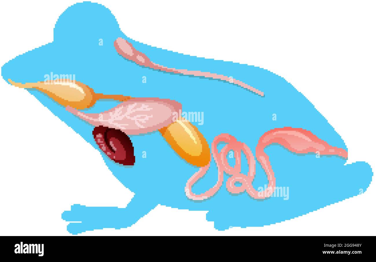 Internal anatomy of frog with organs illustration Stock Vector Image ...