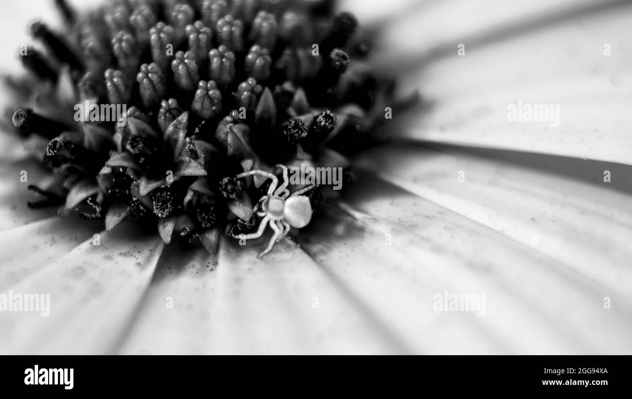 Microscopic flower hi-res stock photography and images - Alamy