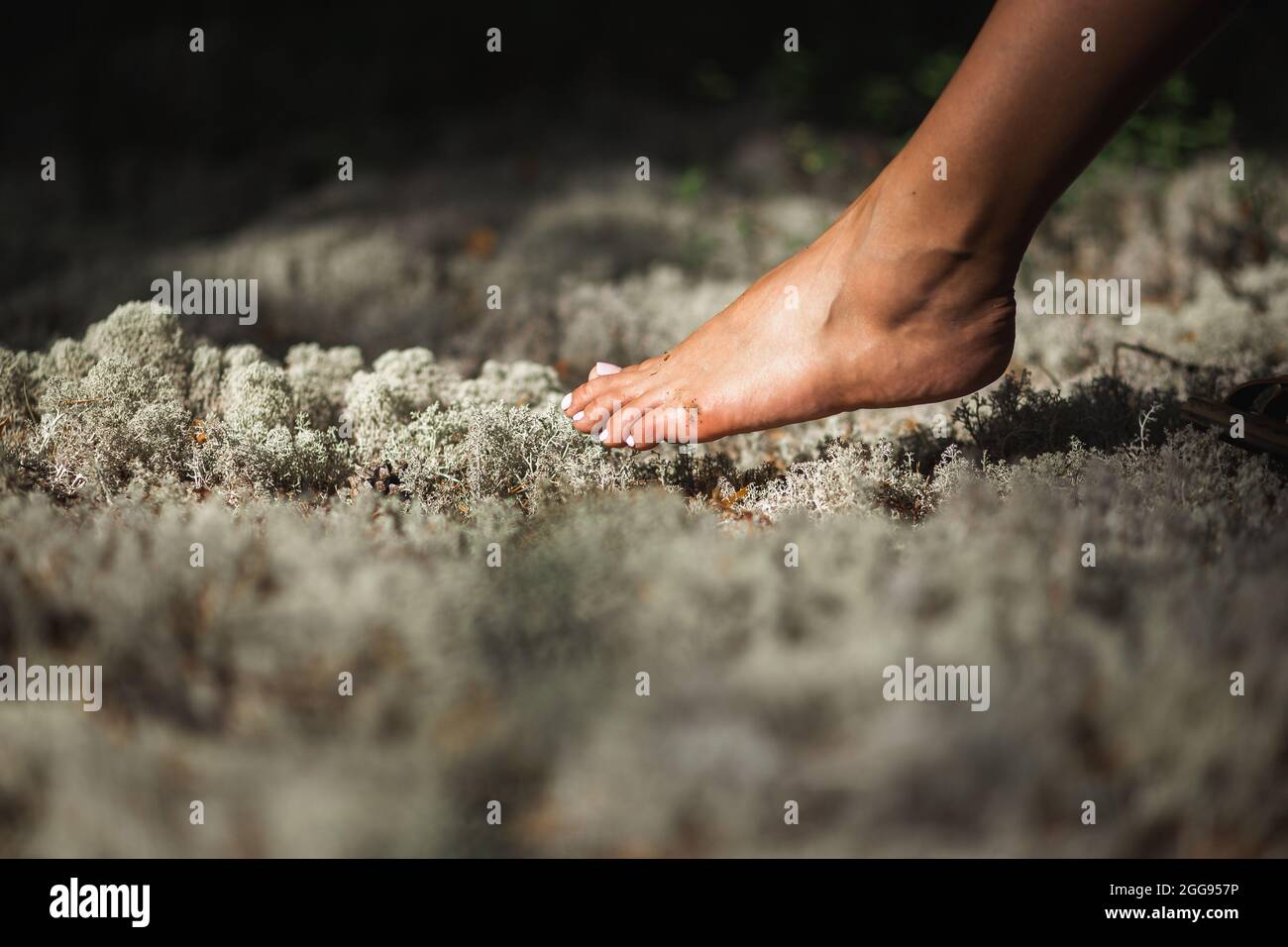 Female foot at forest reindeer moss. Harmony with nature concept Stock ...
