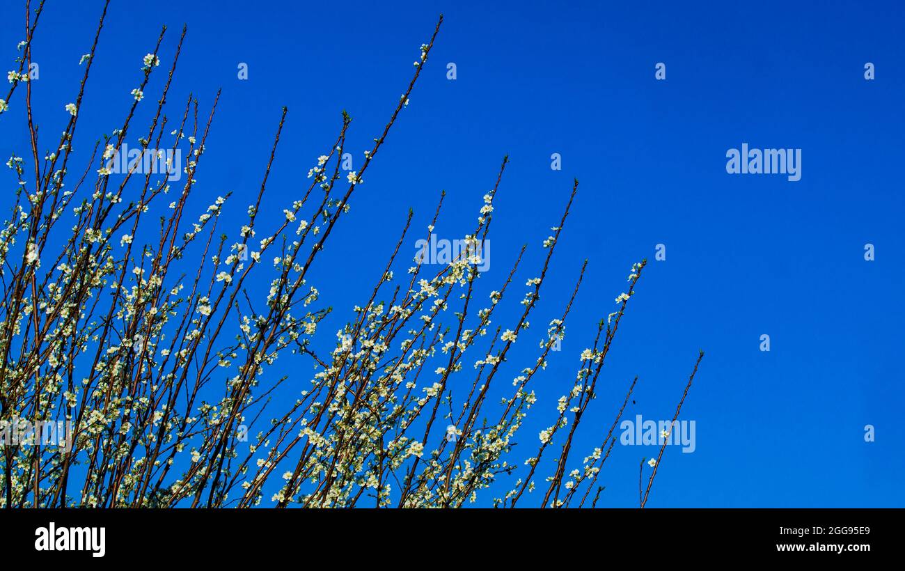 Branches of an almond tree in bloom Stock Photo - Alamy