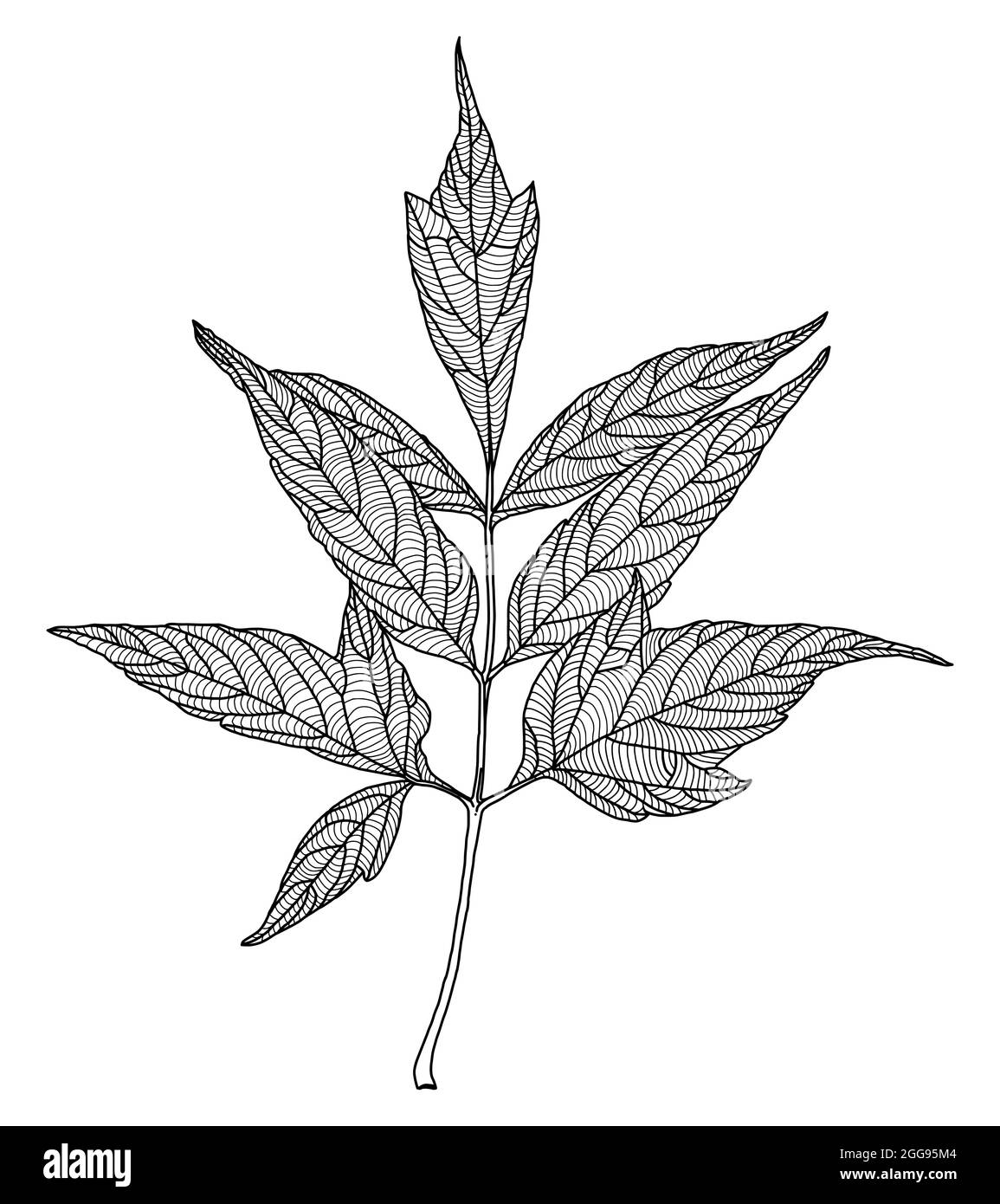Stylized drawing of ash-leaved maple leaf with decorative veining ...