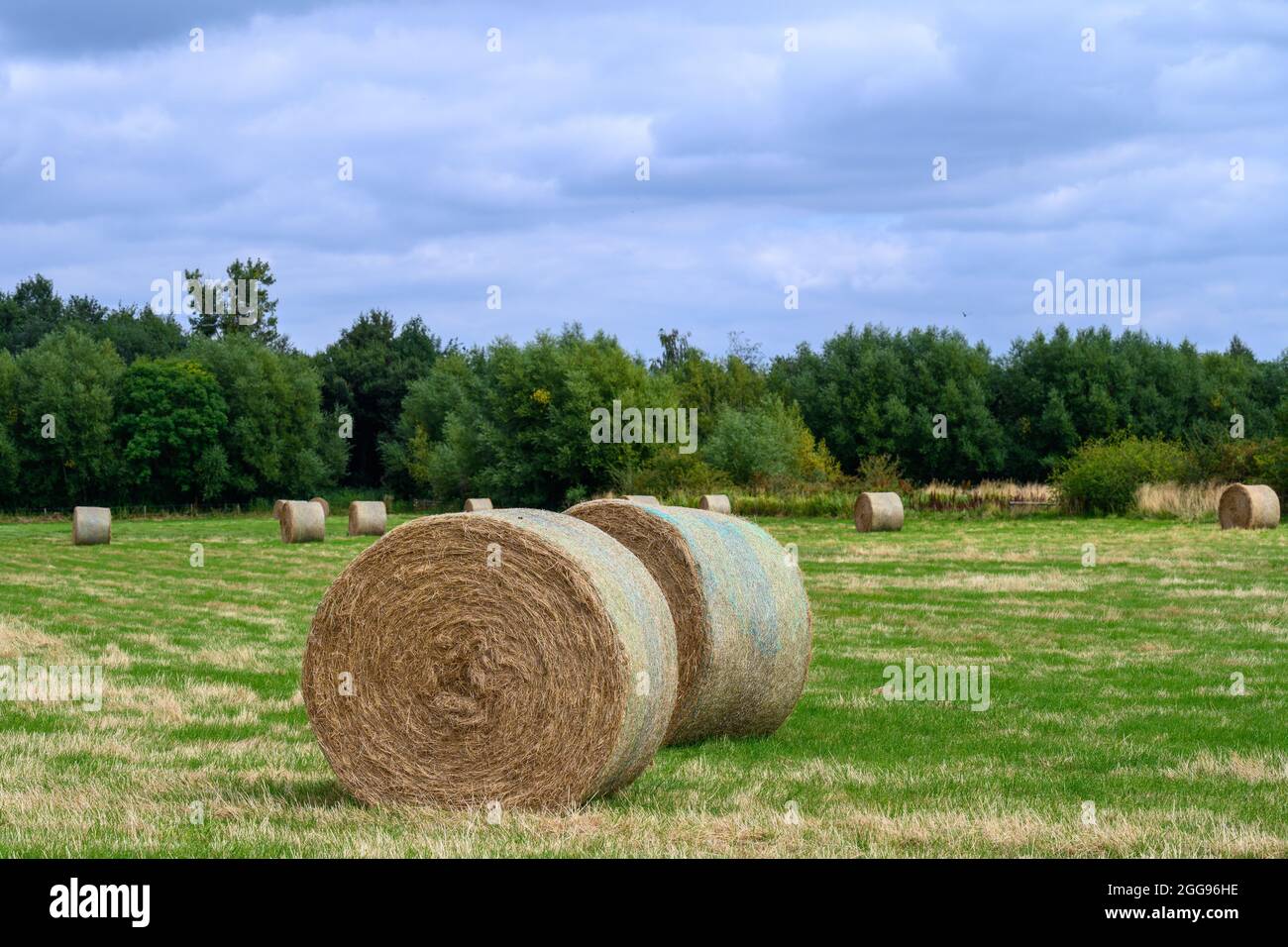 rolled Hay bales in a field Stock Photo - Alamy
