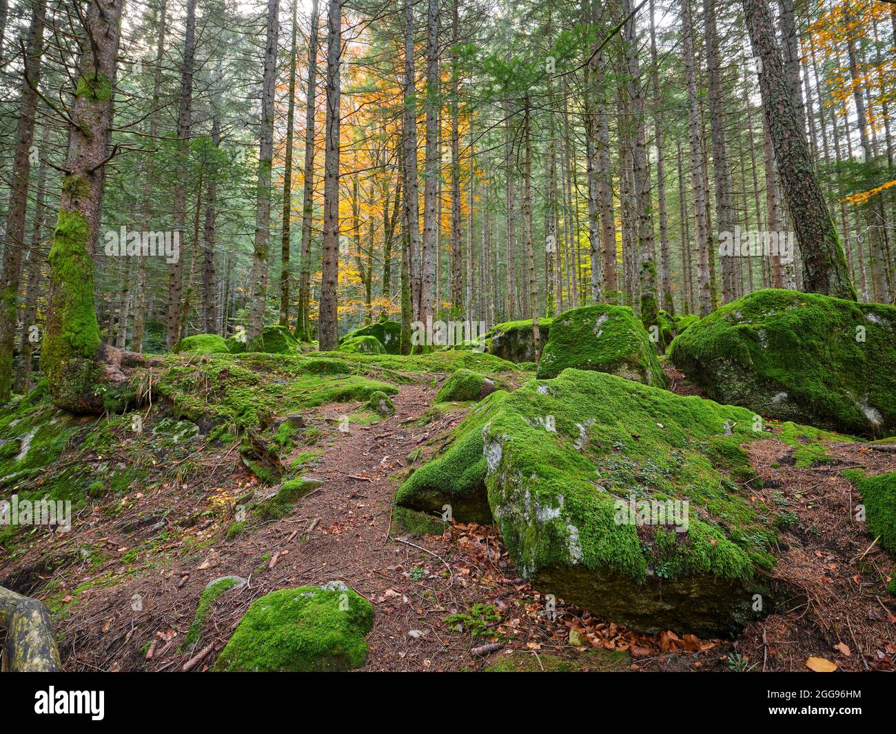Autumn colors in the forests of Valtellina in Italy. Reflection of ...