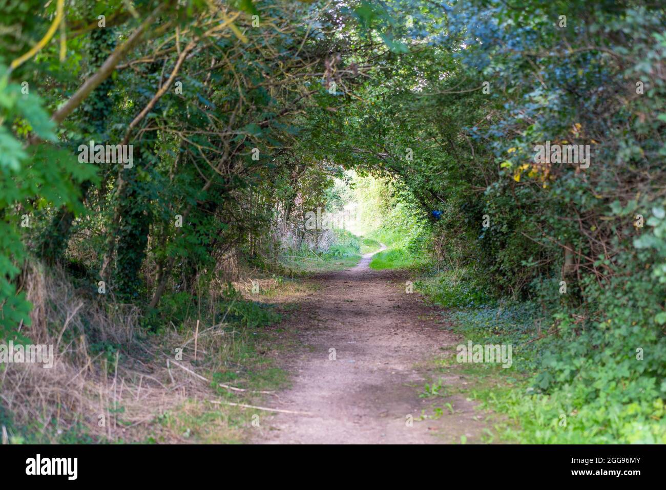 Tree Tunnel on Public Byway Y23 off Bath Road, Longford, near London ...