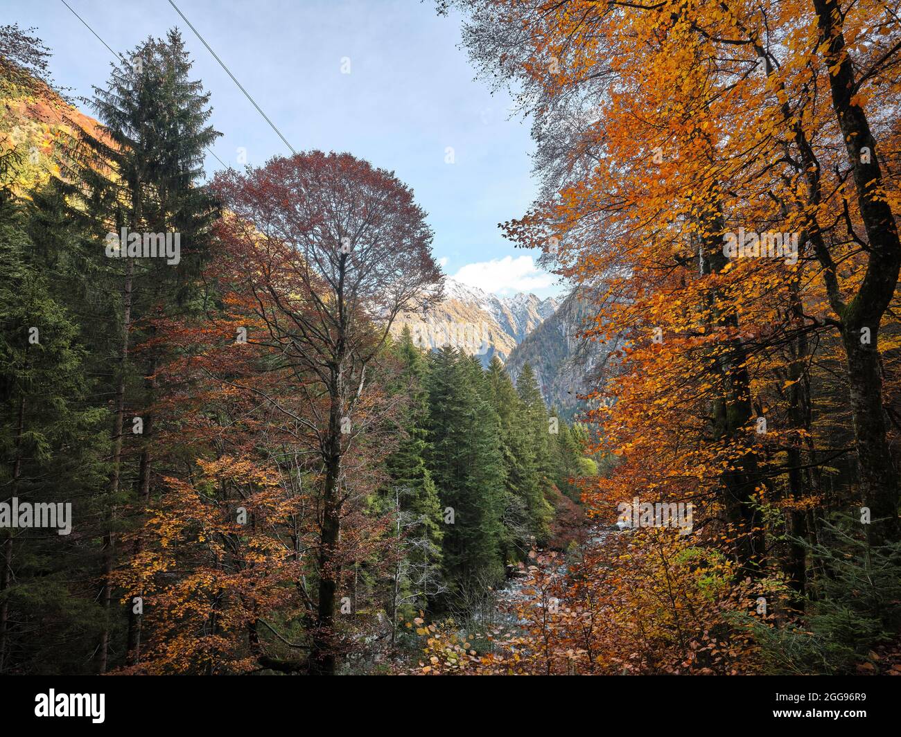 Autumn colors in the forests of Valtellina in Italy. Reflection of ...