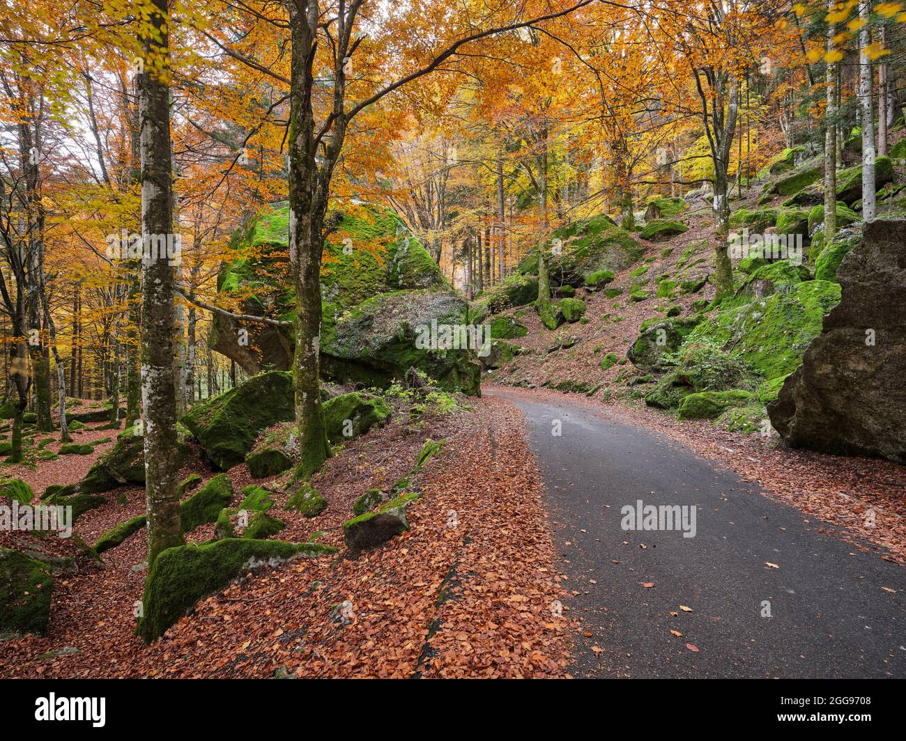 Autumn colors in the forests of Valtellina in Italy. Reflection of ...