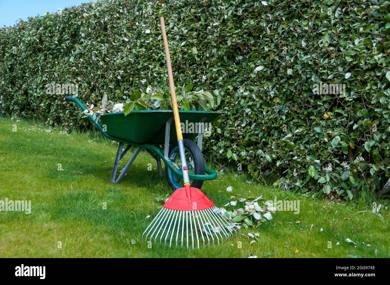 Eleagnus Garden High Resolution Stock Photography and Images - Alamy