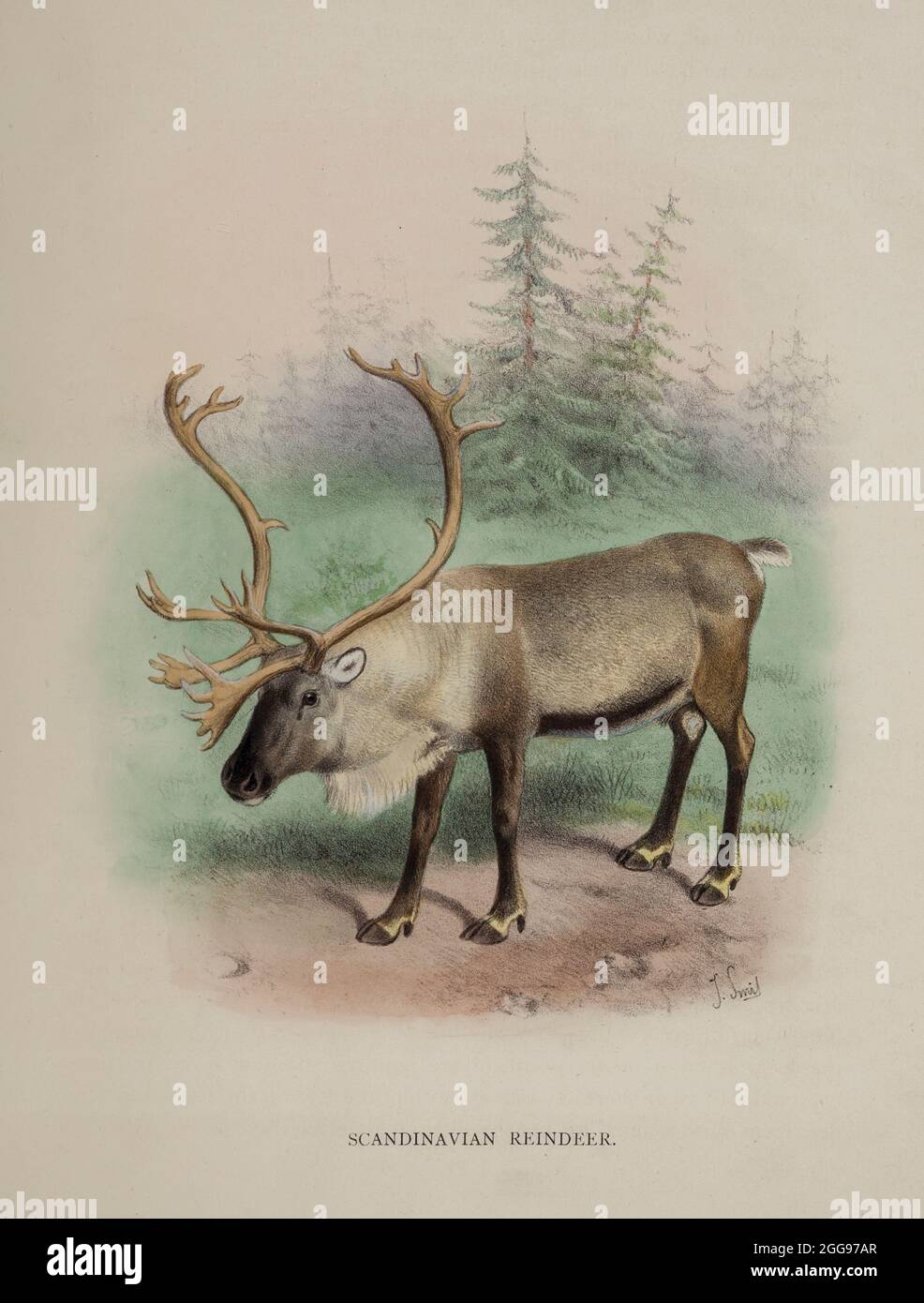 mountain reindeer (Rangifer tarandus tarandus), also called the ...