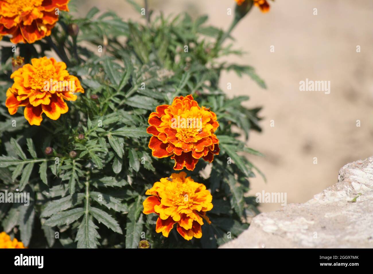 Cluster of French marigold (Tagetes patula) flowers Stock Photo - Alamy
