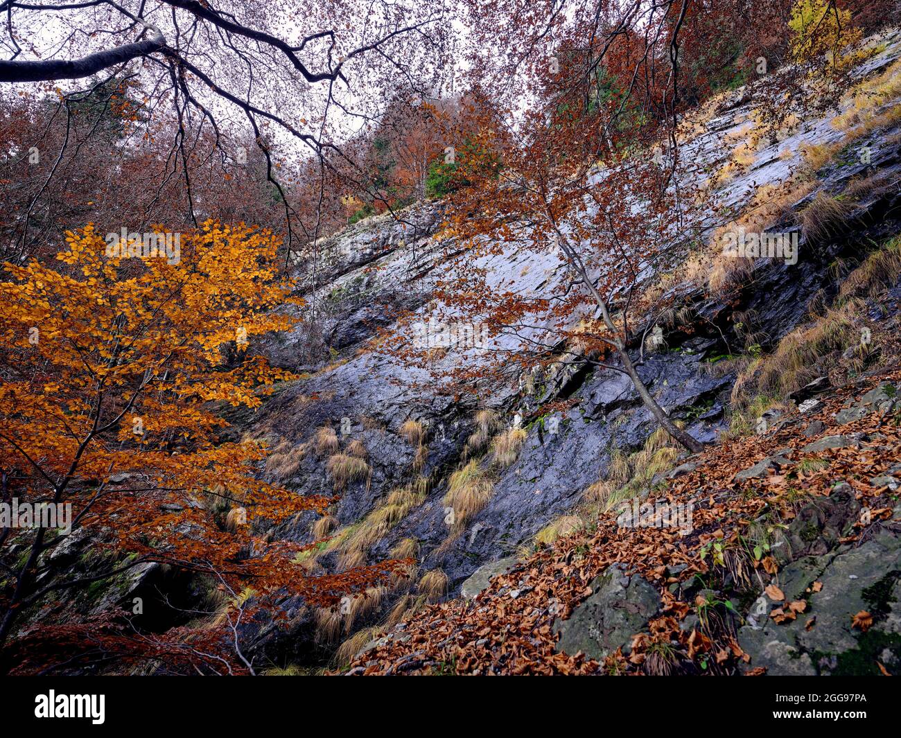 Autumn colors in the forests of Valtellina in Italy. Reflection of ...