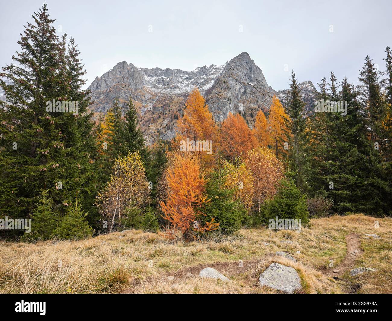Autumn colors in the forests of Valtellina in Italy. Reflection of ...