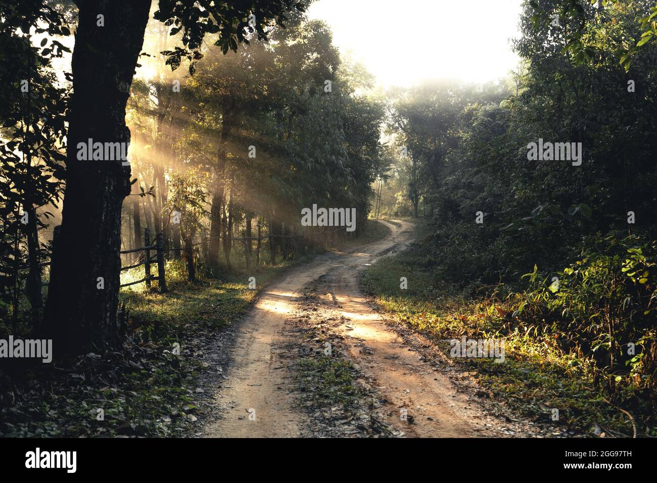 foggy road in rural village in the morning,forest road Stock Photo - Alamy