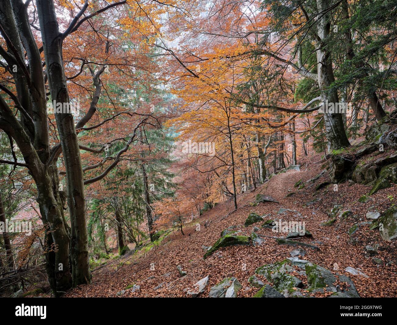 Autumn colors in the forests of Valtellina in Italy. Reflection of ...