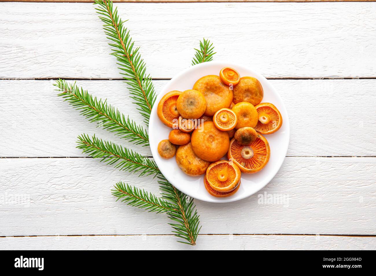 Fresh mushrooms orange milkcap or false saffron milkcap, Lactarius ...