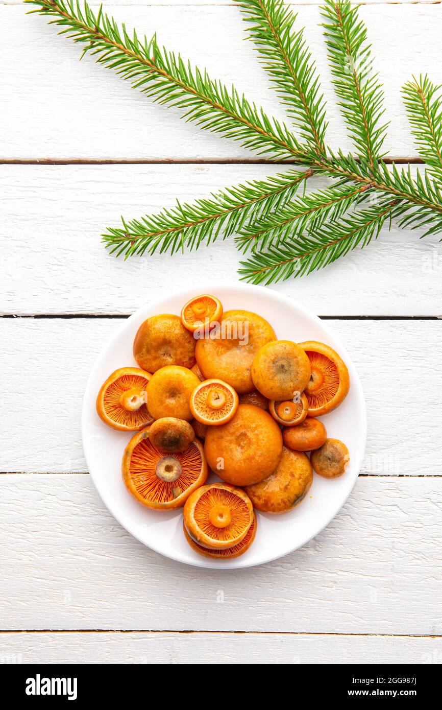 Orange milkcap hi-res stock photography and images - Alamy