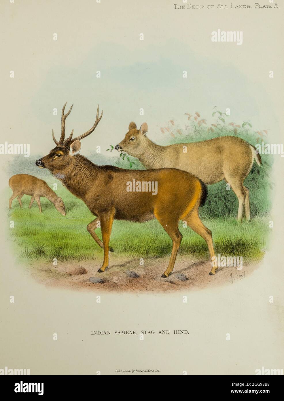 Sambar stag india hi-res stock photography and images - Alamy