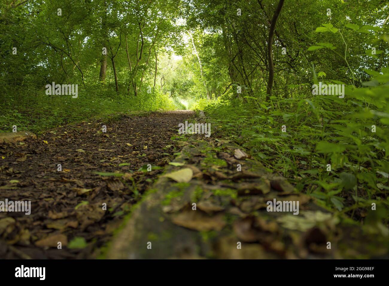 Narrow forest path with green foliage in Maunsee, Switzerland Stock ...