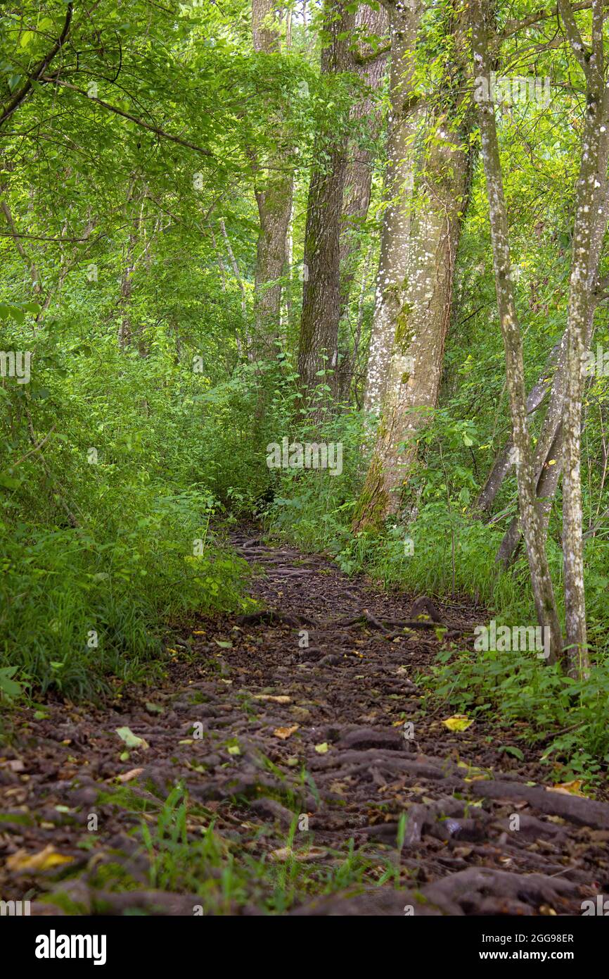 Narrow forest path with green foliage in Maunsee, Switzerland Stock ...