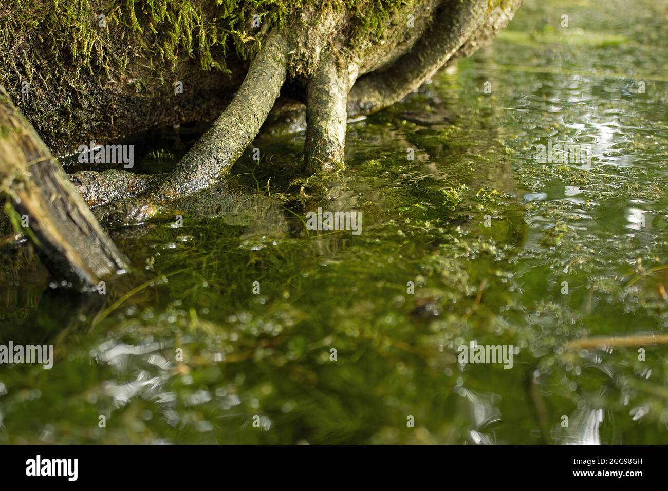 Roots on dirty swamp with green algae Stock Photo - Alamy