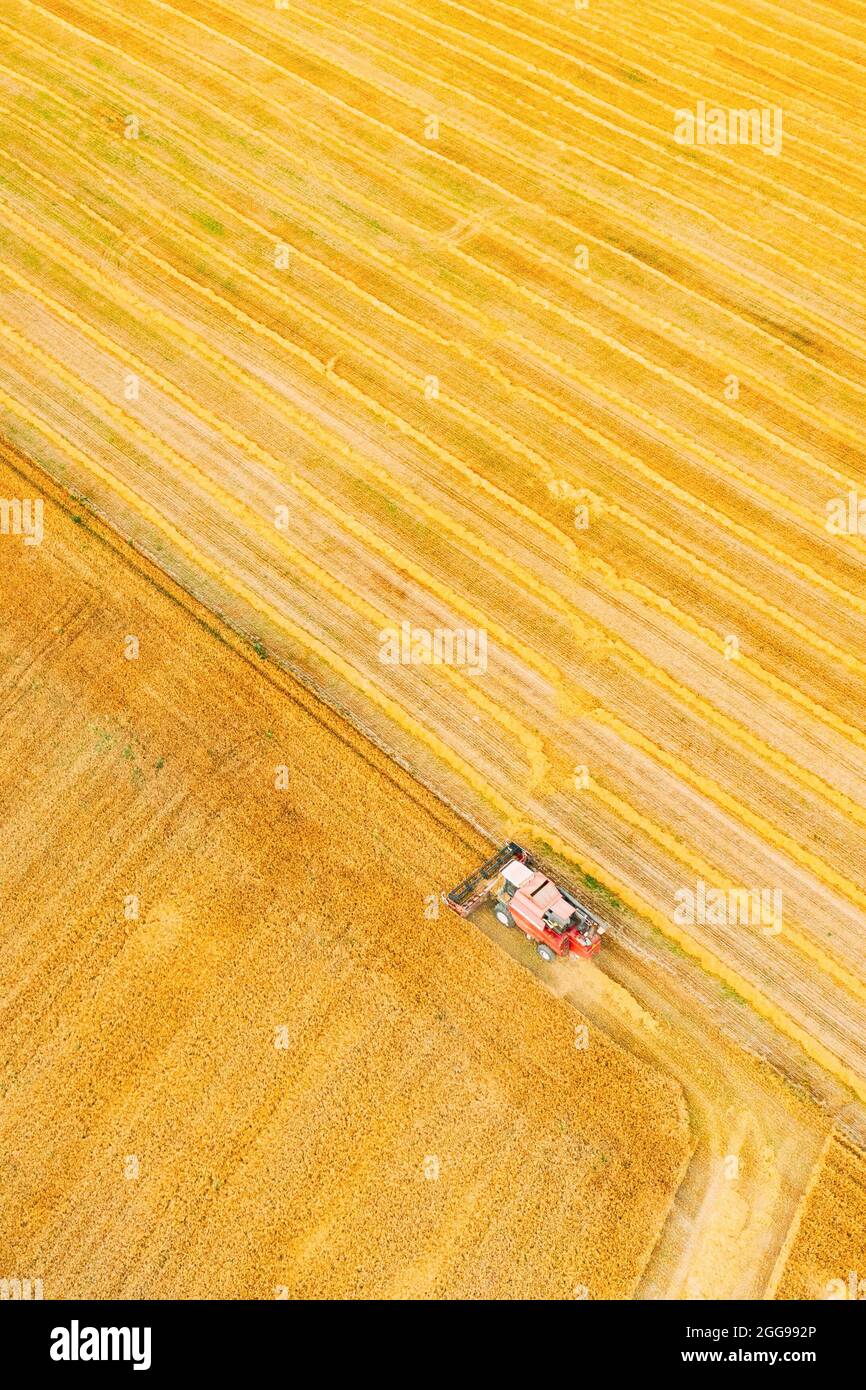 Aerial View Combine Harvester Working In Field. Harvesting Of Wheat In ...