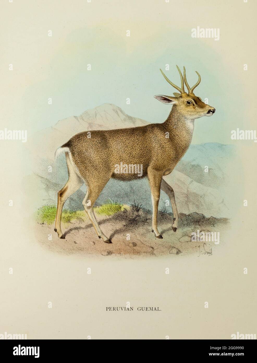 Taruca deer hi-res stock photography and images - Alamy