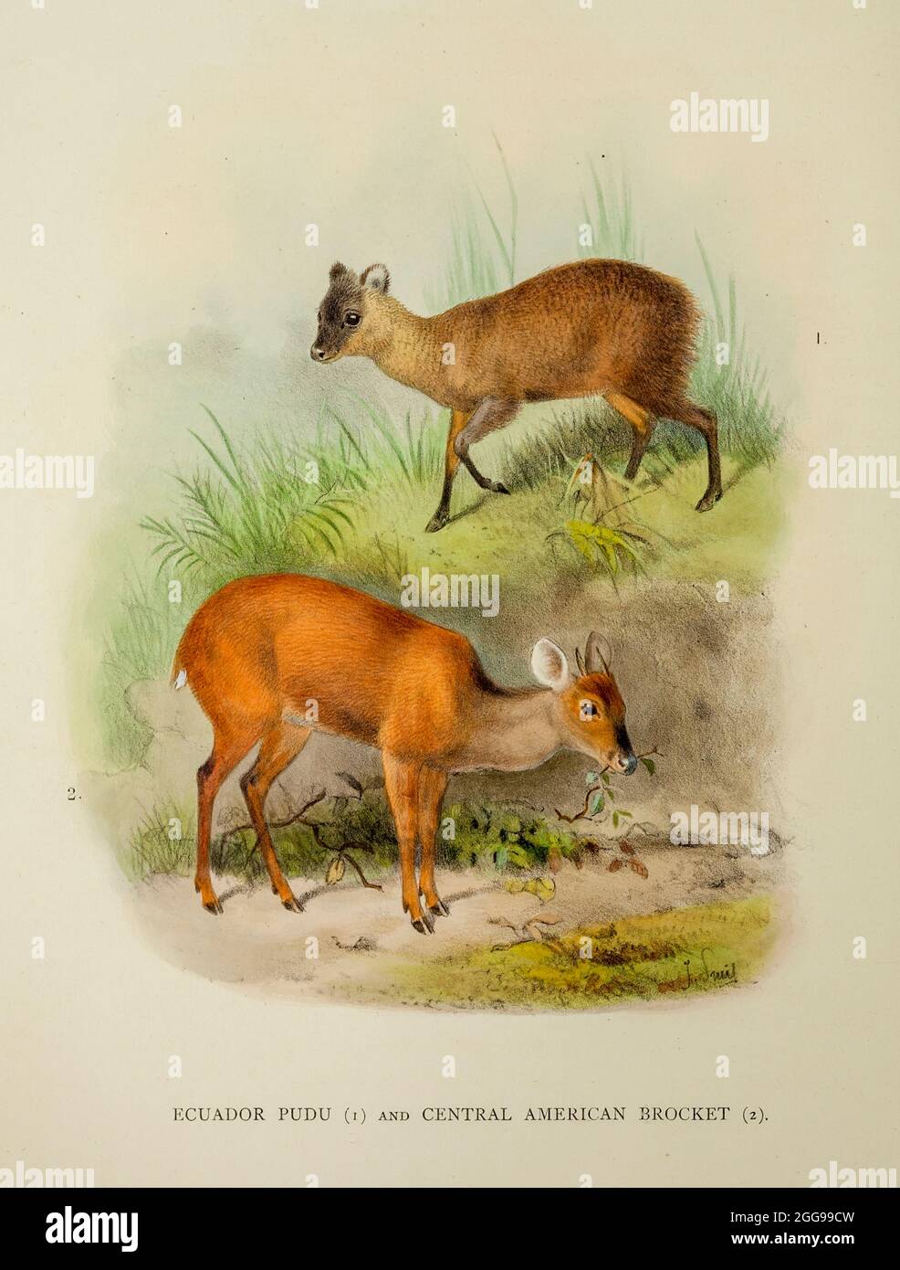 Pudu deer hi-res stock photography and images - Alamy