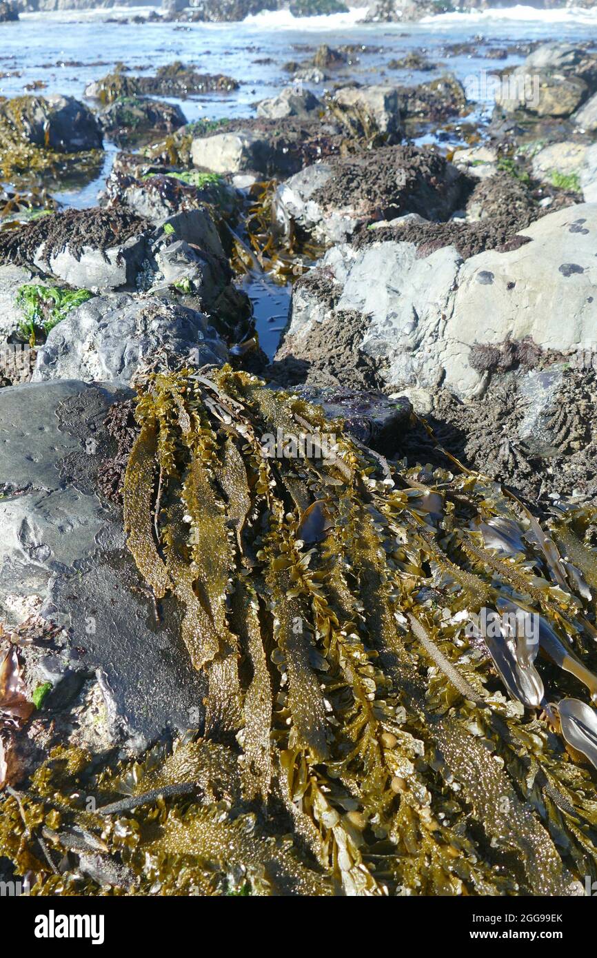 Vertical shot of seaweed kelp growing at the Oregon coast in the US ...