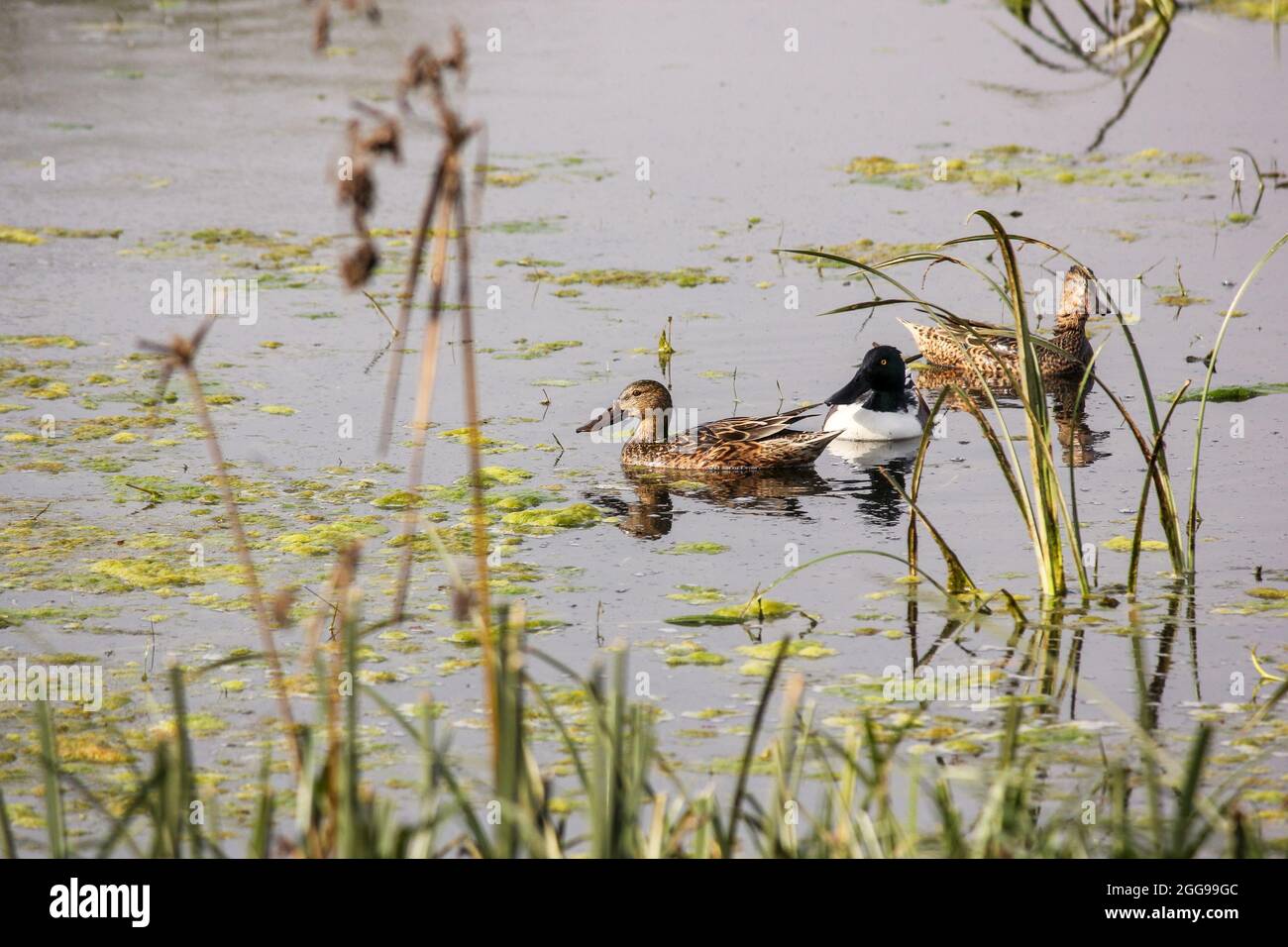 Spatula duck bill hi-res stock photography and images - Alamy