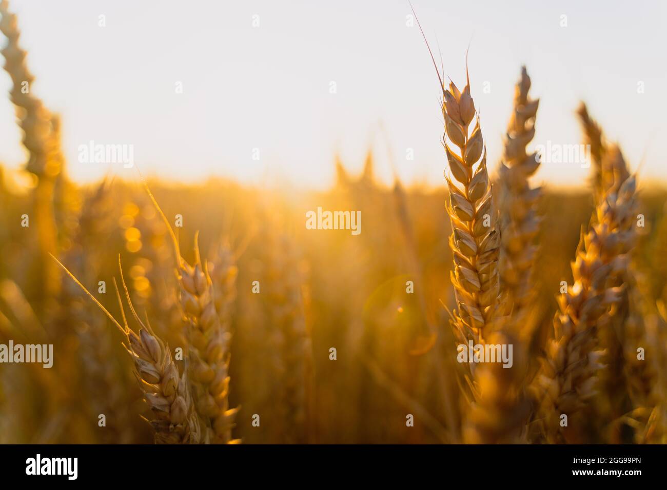 Golden wheatfield in sunset hi-res stock photography and images - Alamy