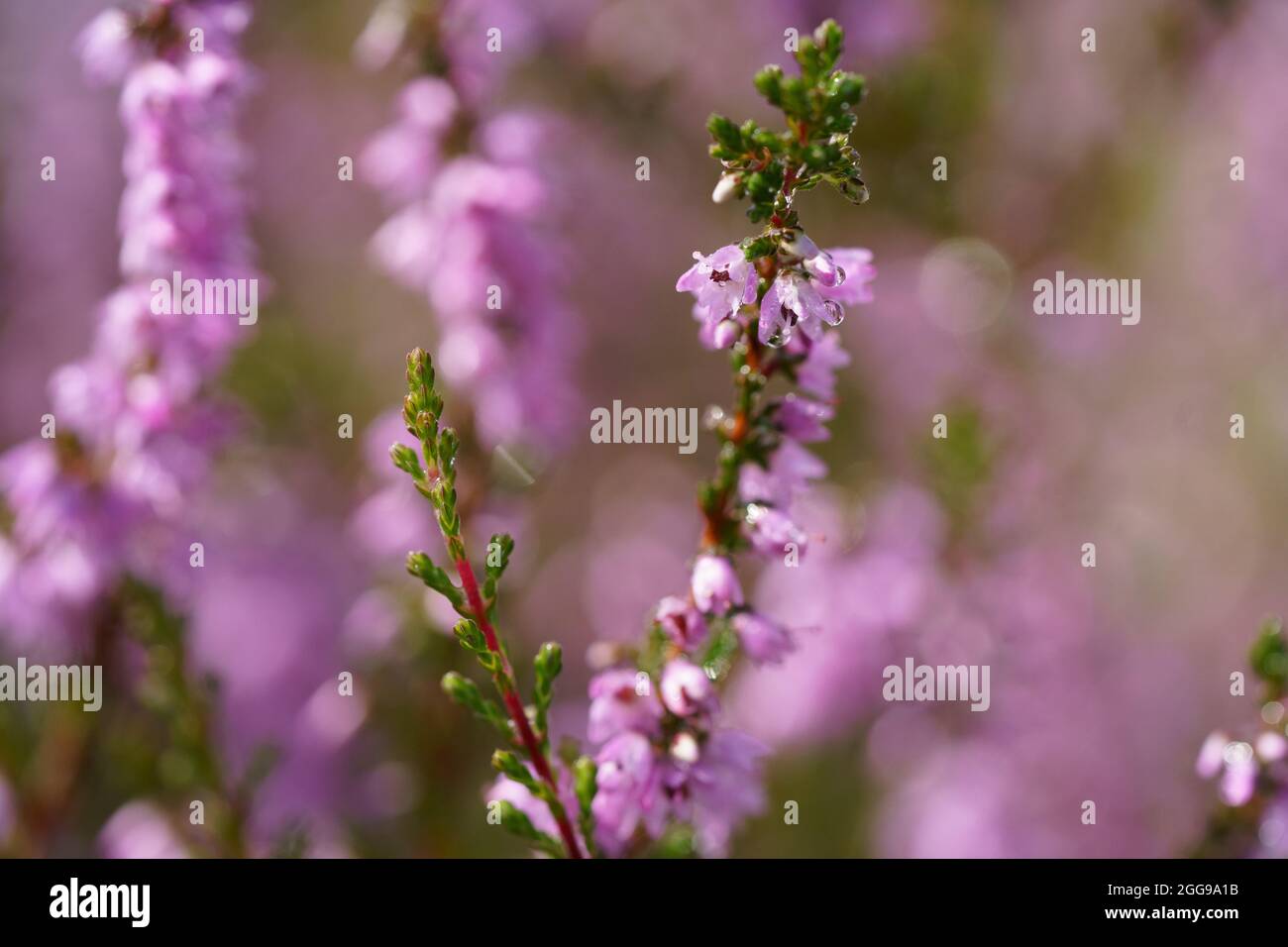 Purple pink common heather (Calluna vulgaris). Landscape plant heather ...