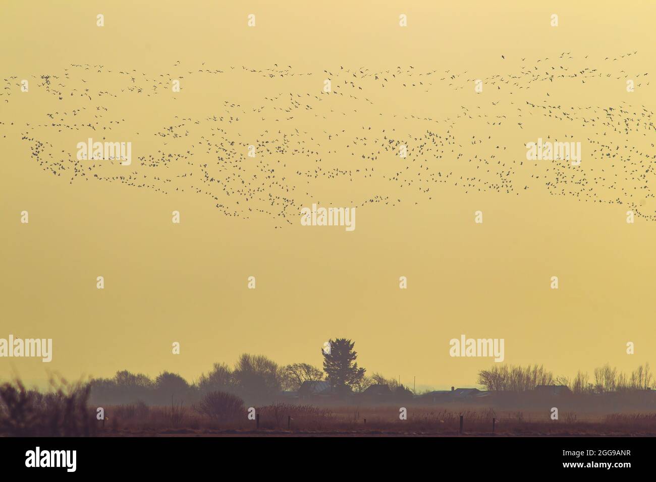 Beautiful scenery of group of birds flying over countryside at sunset ...