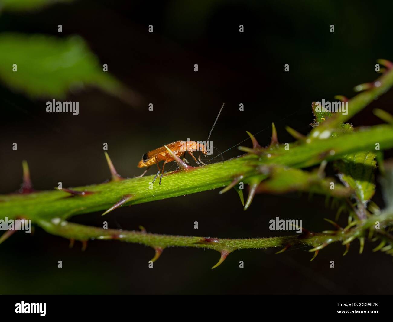 Cricket on plant hi-res stock photography and images - Alamy